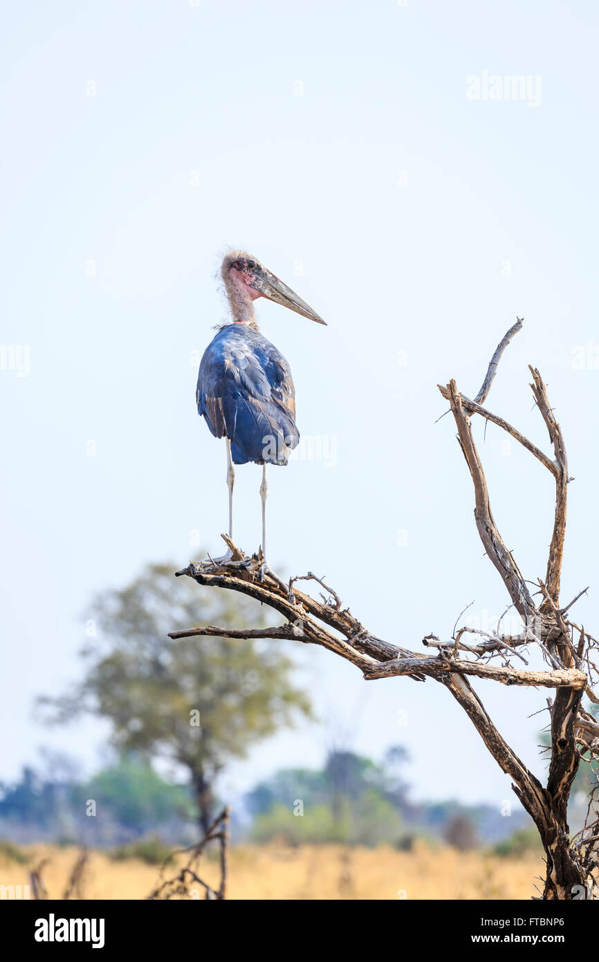 Marabou stork okavango delta botswana -Fotos und -Bildmaterial in hoher ...
