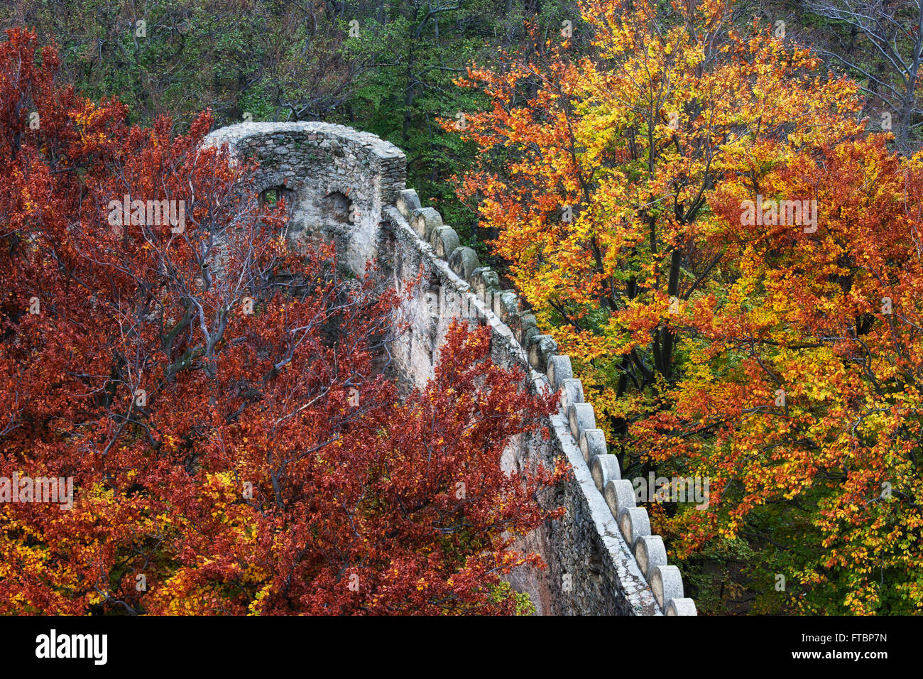 Mittelalterliche Burg Mauer Zinnen im herbstlichen Wald, Burg Chojnik ...