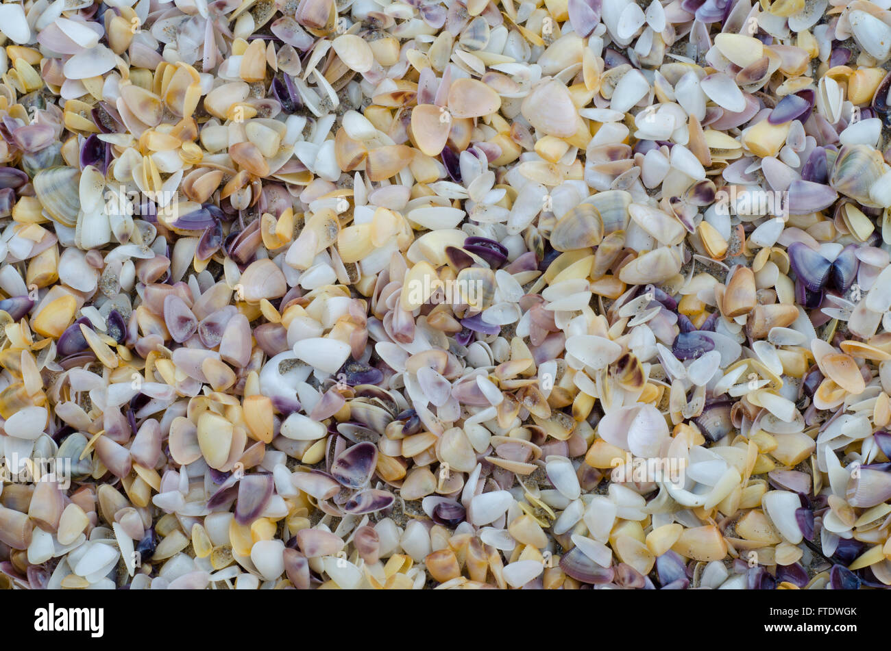 Strand sand und muscheln -Fotos und -Bildmaterial in hoher Auflösung ...