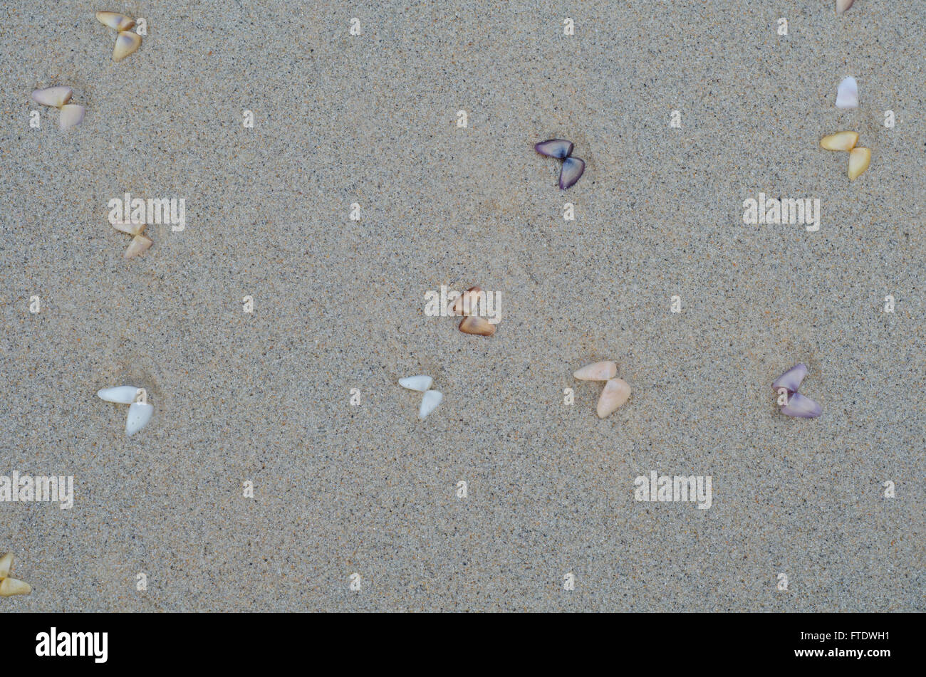 Strand sand und muscheln -Fotos und -Bildmaterial in hoher Auflösung ...