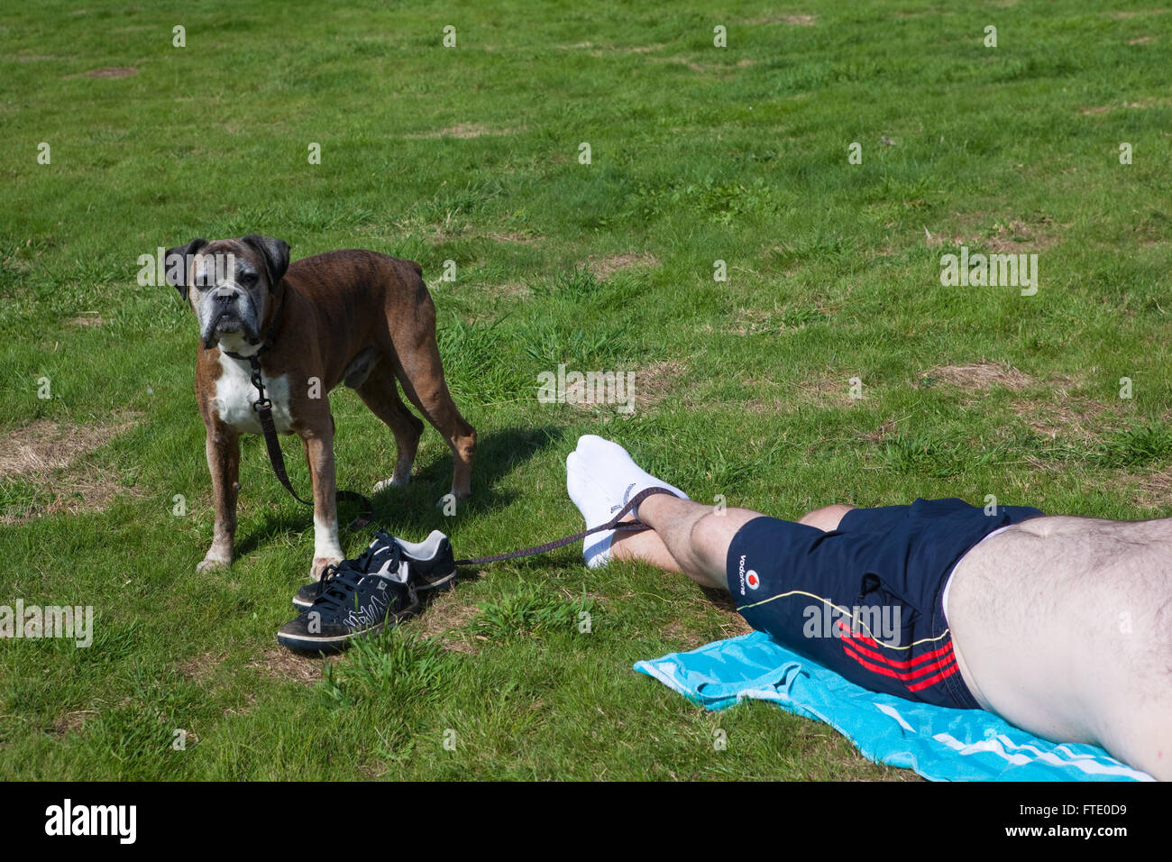 Dicker hund dicker mann -Fotos und -Bildmaterial in hoher Auflösung – Alamy
