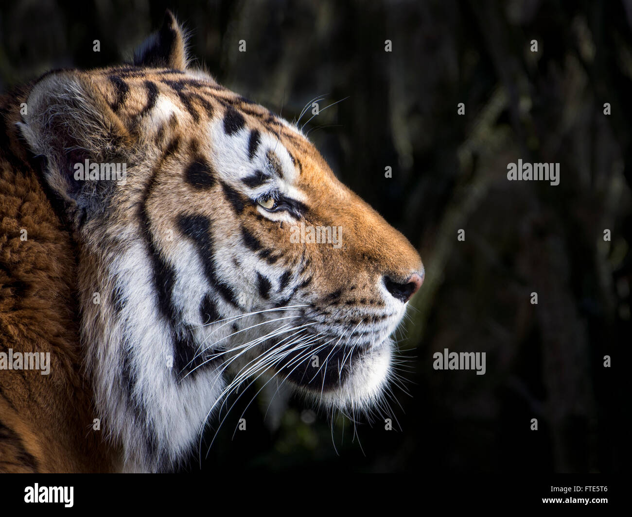 Tiger nose -Fotos und -Bildmaterial in hoher Auflösung – Alamy