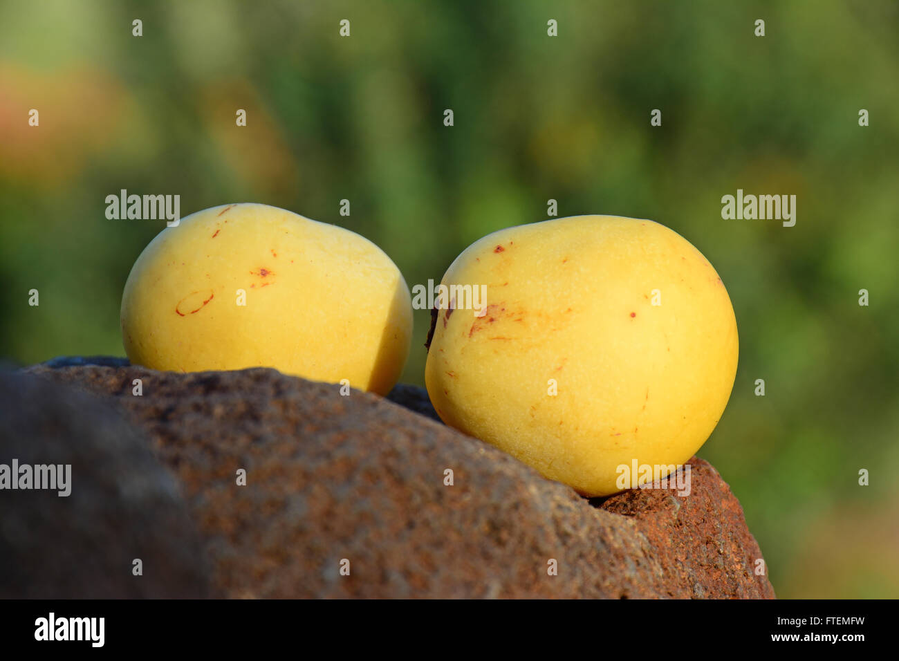 Marula Tree Stockfotos und -bilder Kaufen - Alamy