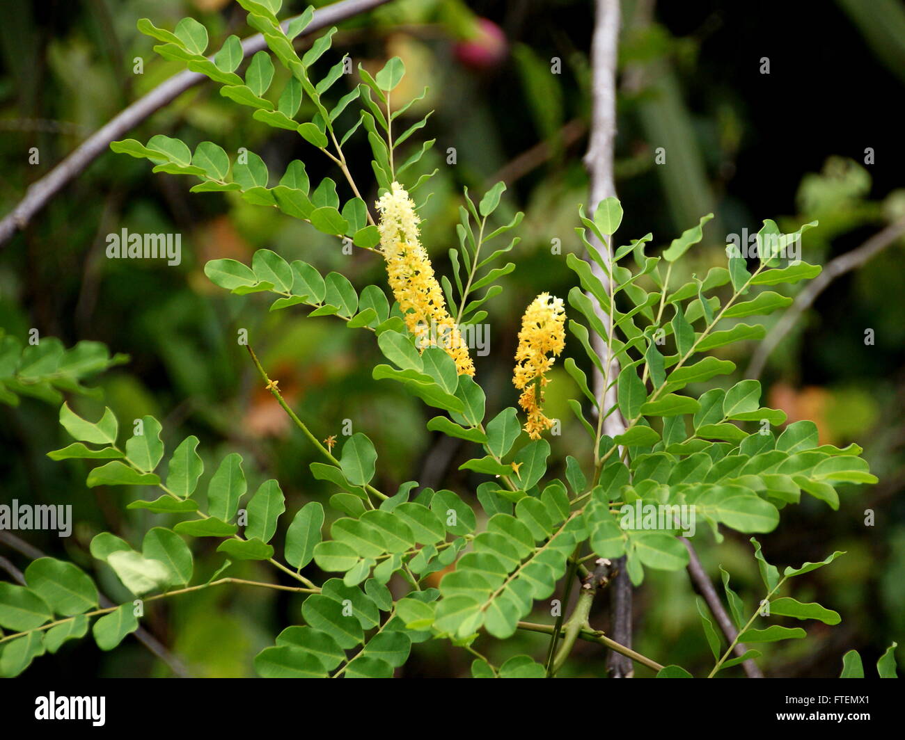 Roter sandelholzbaum -Fotos und -Bildmaterial in hoher Auflösung – Alamy