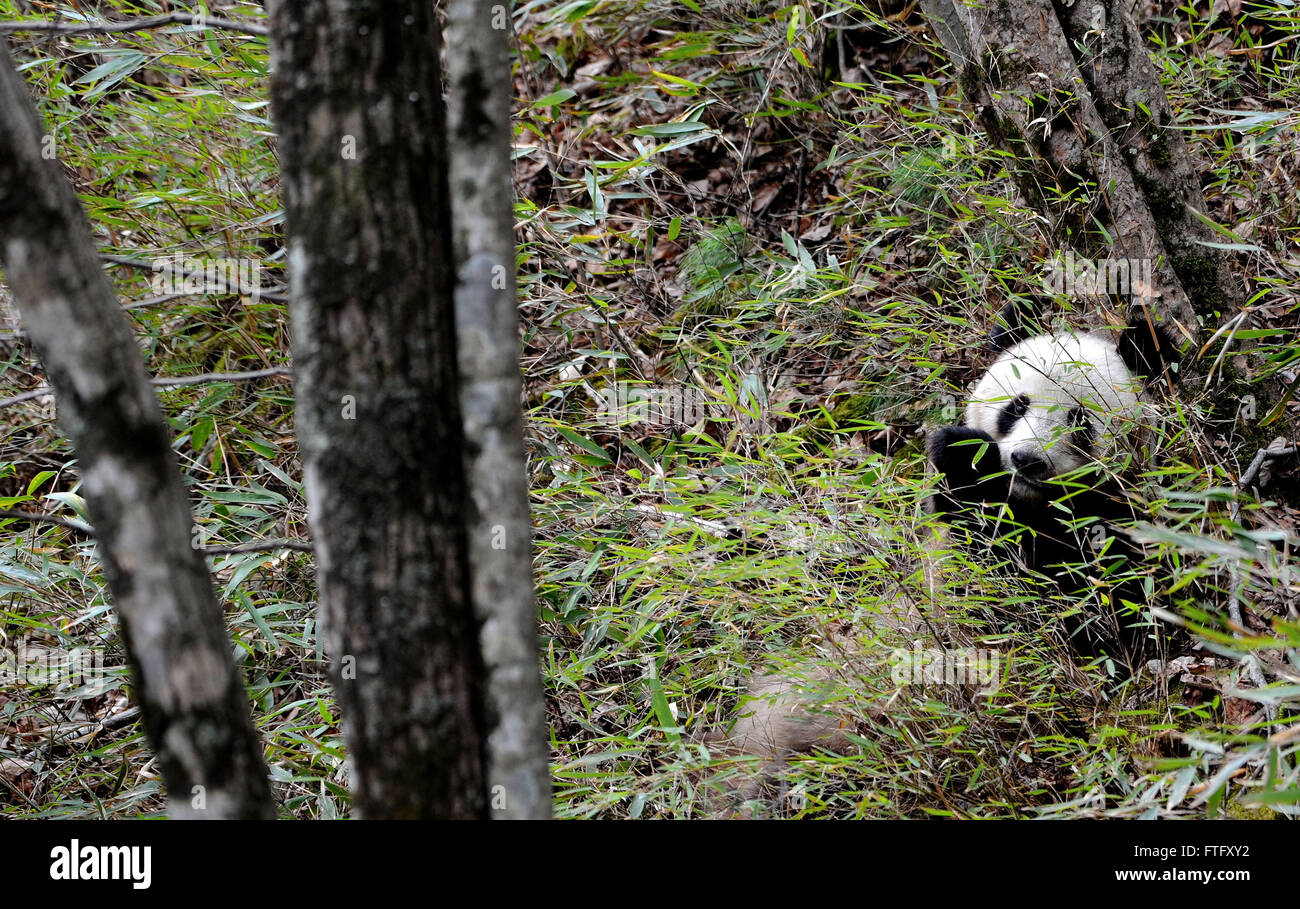 Qinling panda -Fotos und -Bildmaterial in hoher Auflösung – Alamy