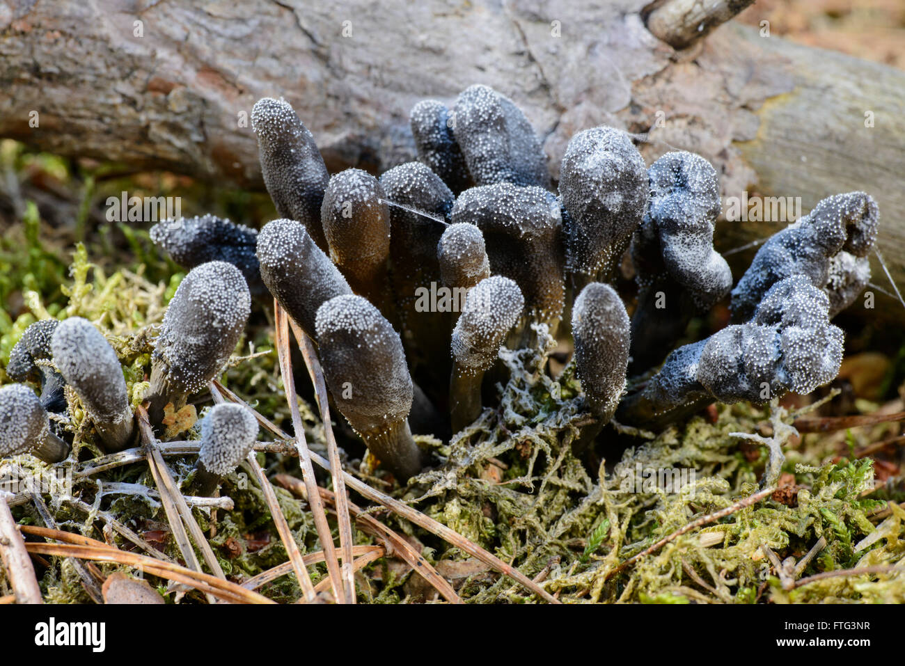 Tote mans finger pilze -Fotos und -Bildmaterial in hoher Auflösung – Alamy
