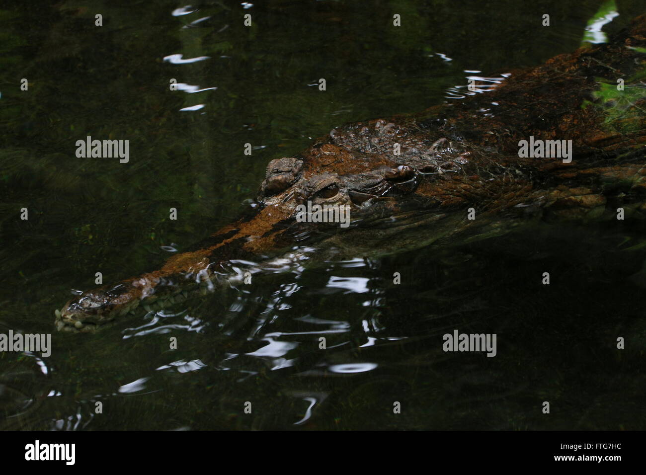 Sunda Gavial Stockfotos und -bilder Kaufen - Alamy