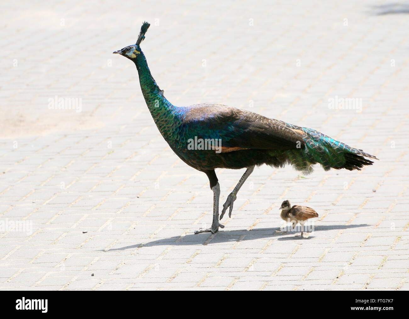 Baby peacock -Fotos und -Bildmaterial in hoher Auflösung - Seite 2 - Alamy