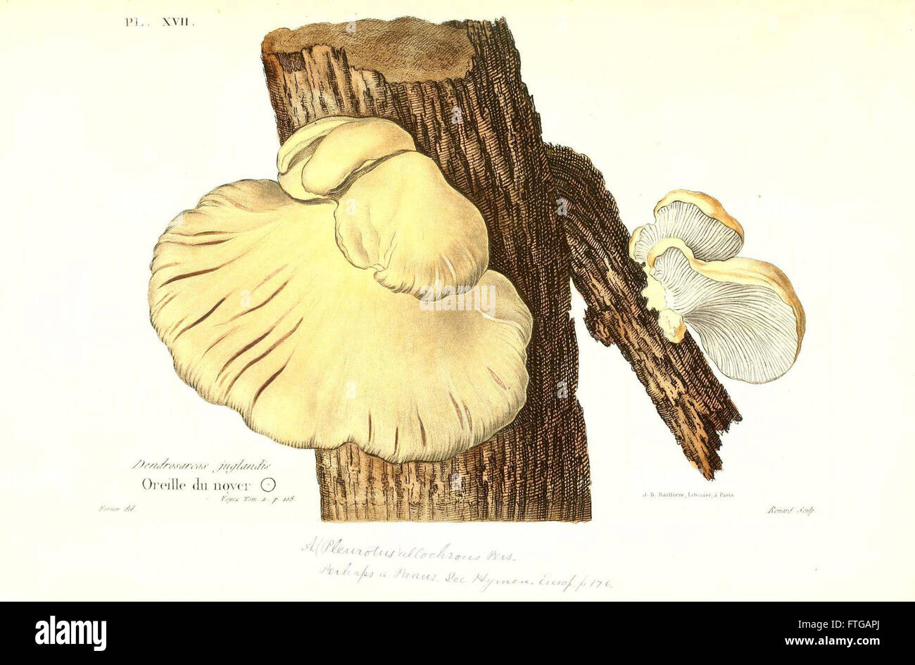 Eine Illustration aus der Serie „Ikonographie der Pilze“, in der ...