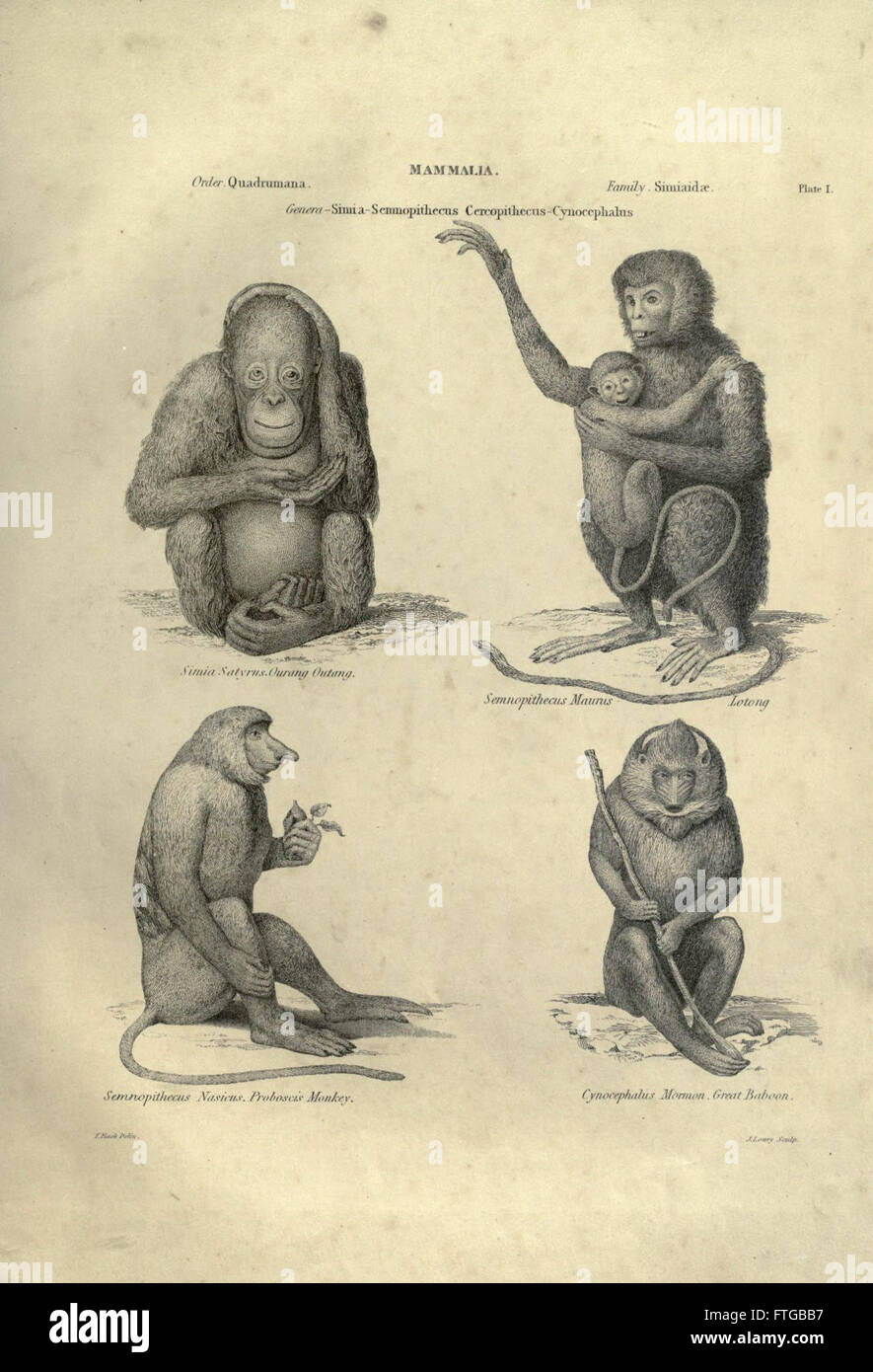 Zoologie 1 -Fotos und -Bildmaterial in hoher Auflösung – Alamy