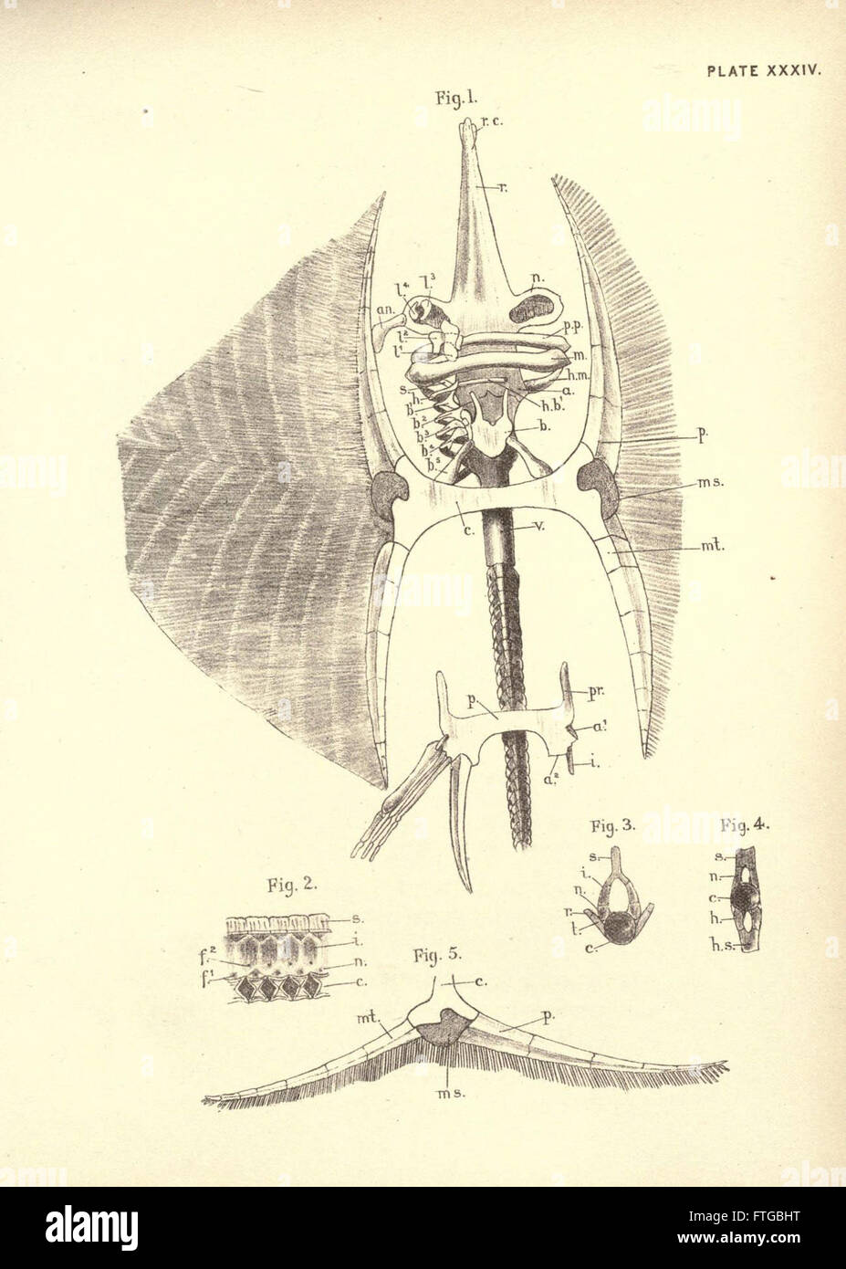Eine Illustration aus „Illustrations of Zoology“ (Platte XXXIV), die ...