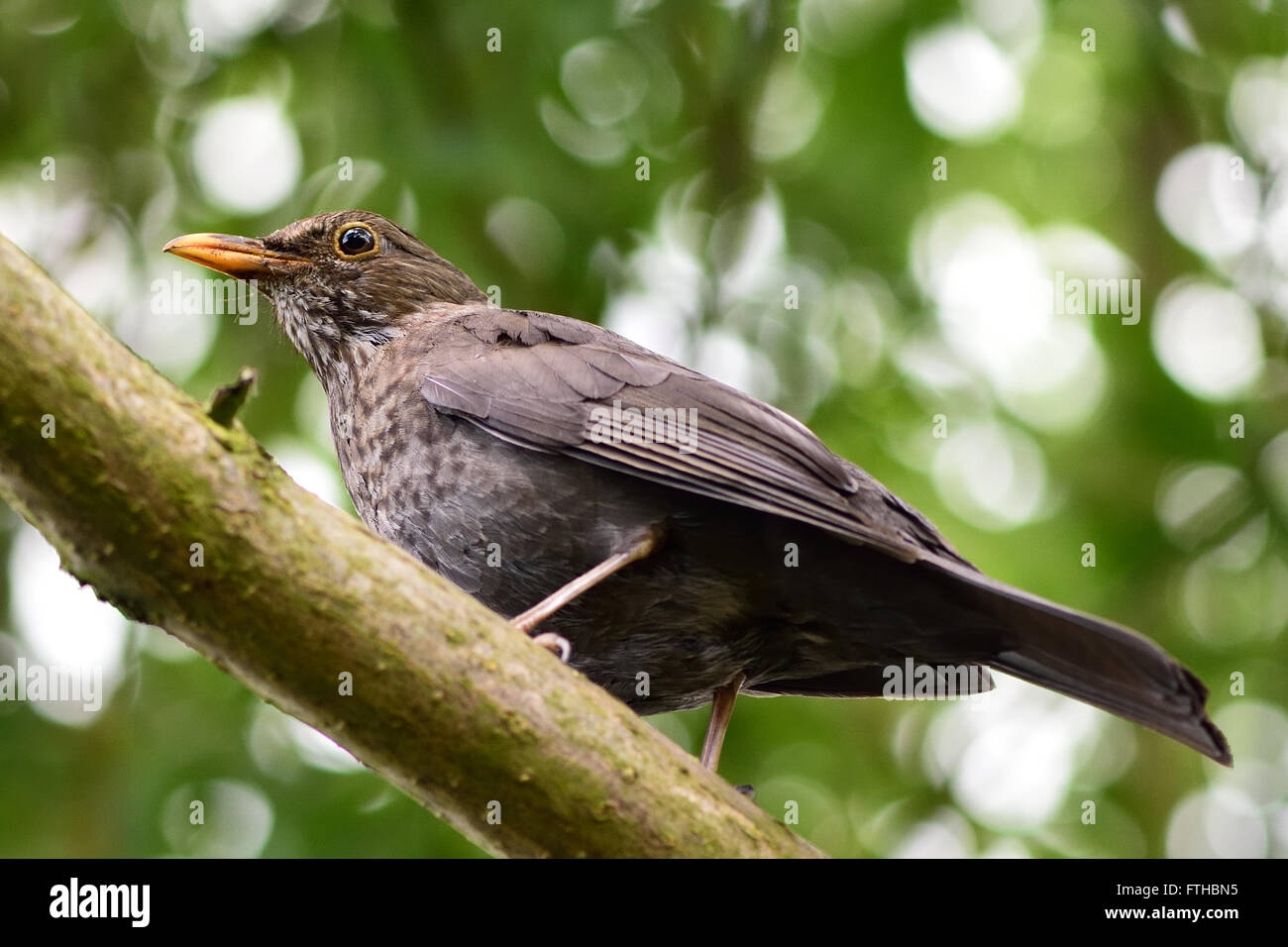 Weibliche Amsel von unten (Turdus Merula). Vertrauten Vogel in der ...
