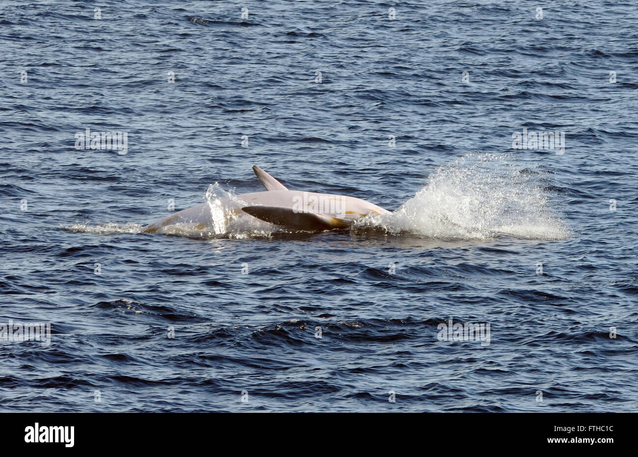 Antarktischer zwergwal balaenoptera bonaerensis -Fotos und ...