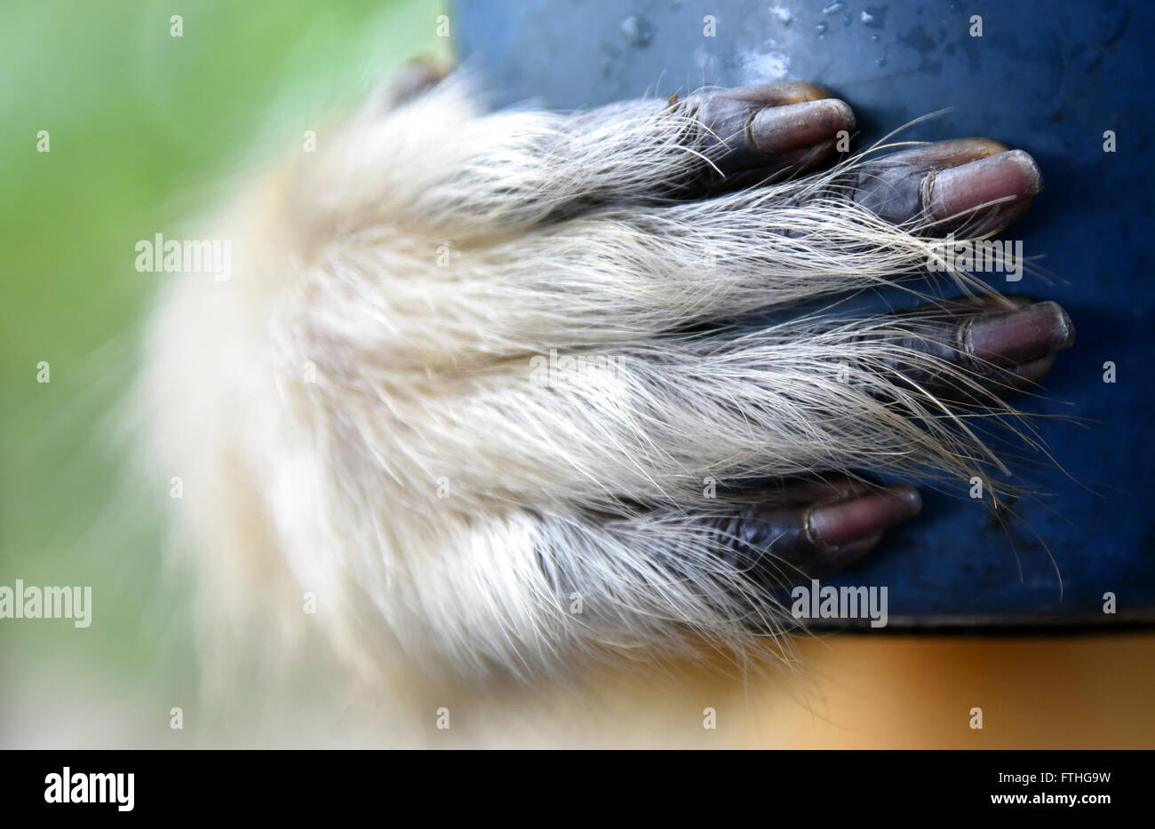 Finger von Gee goldene Languren (Golden Monkey) fanden eine Affen der ...
