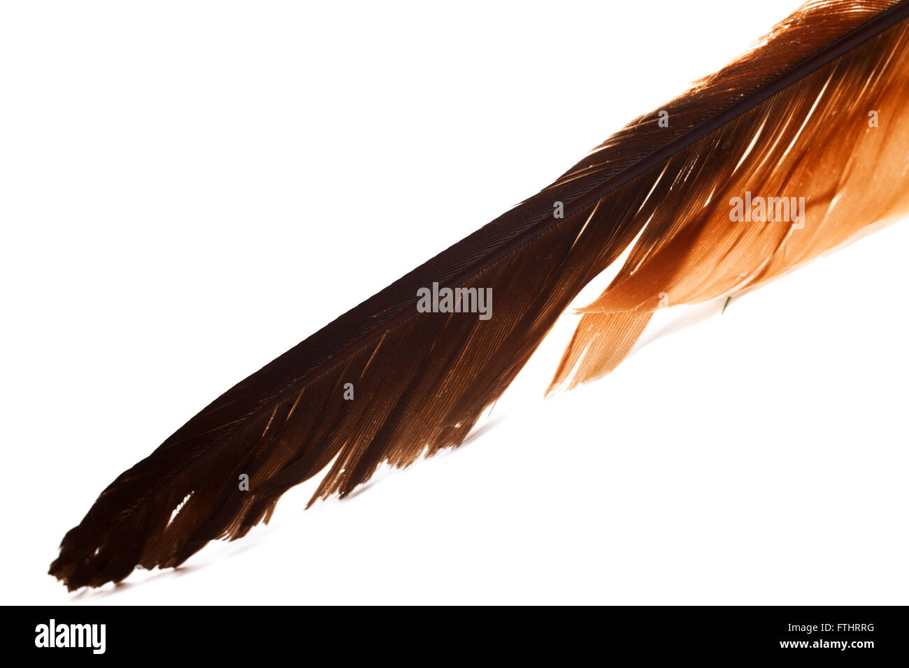 Animales y objetos -Fotos und -Bildmaterial in hoher Auflösung – Alamy