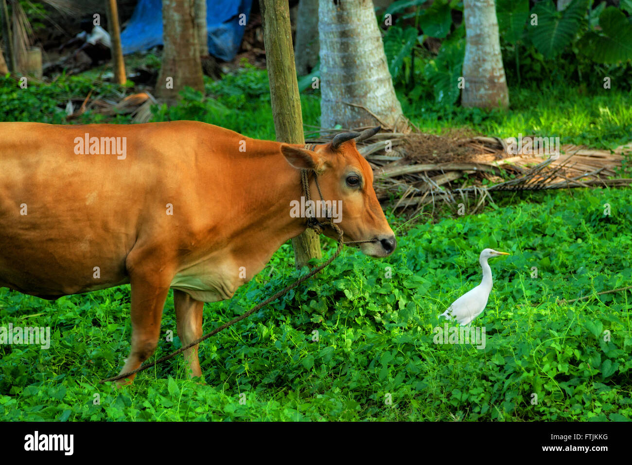 Rote kuh auf wiese -Fotos und -Bildmaterial in hoher Auflösung – Alamy