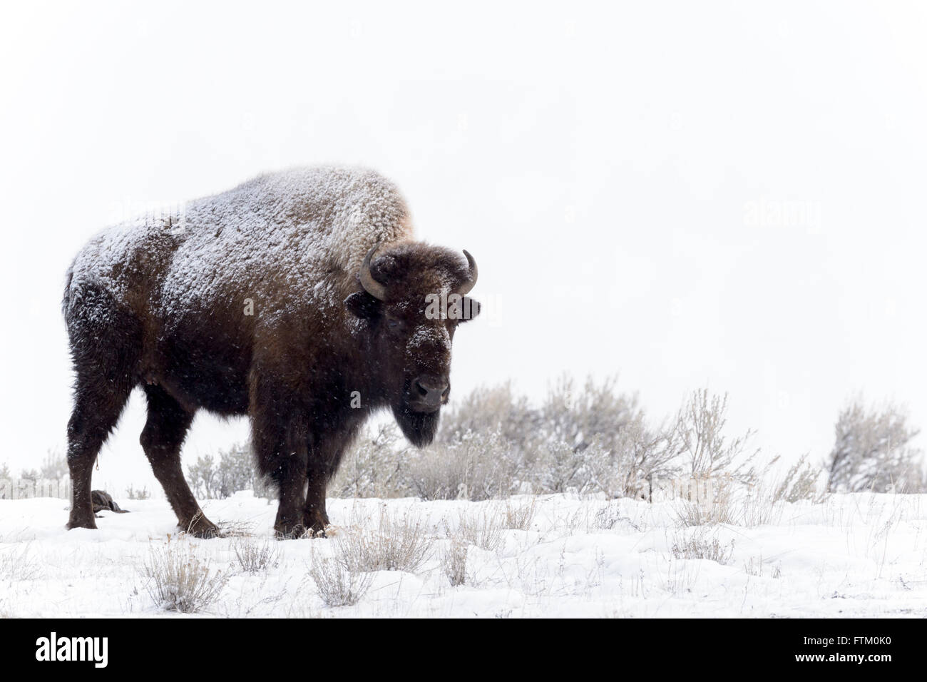 Amerikanischer Bison Winter Stockfotos und -bilder Kaufen - Alamy
