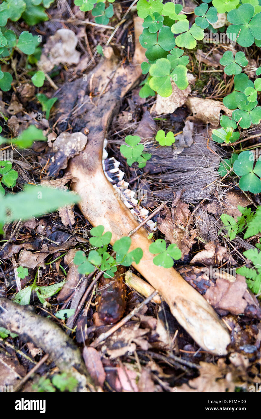 Losung rotwild -Fotos und -Bildmaterial in hoher Auflösung – Alamy