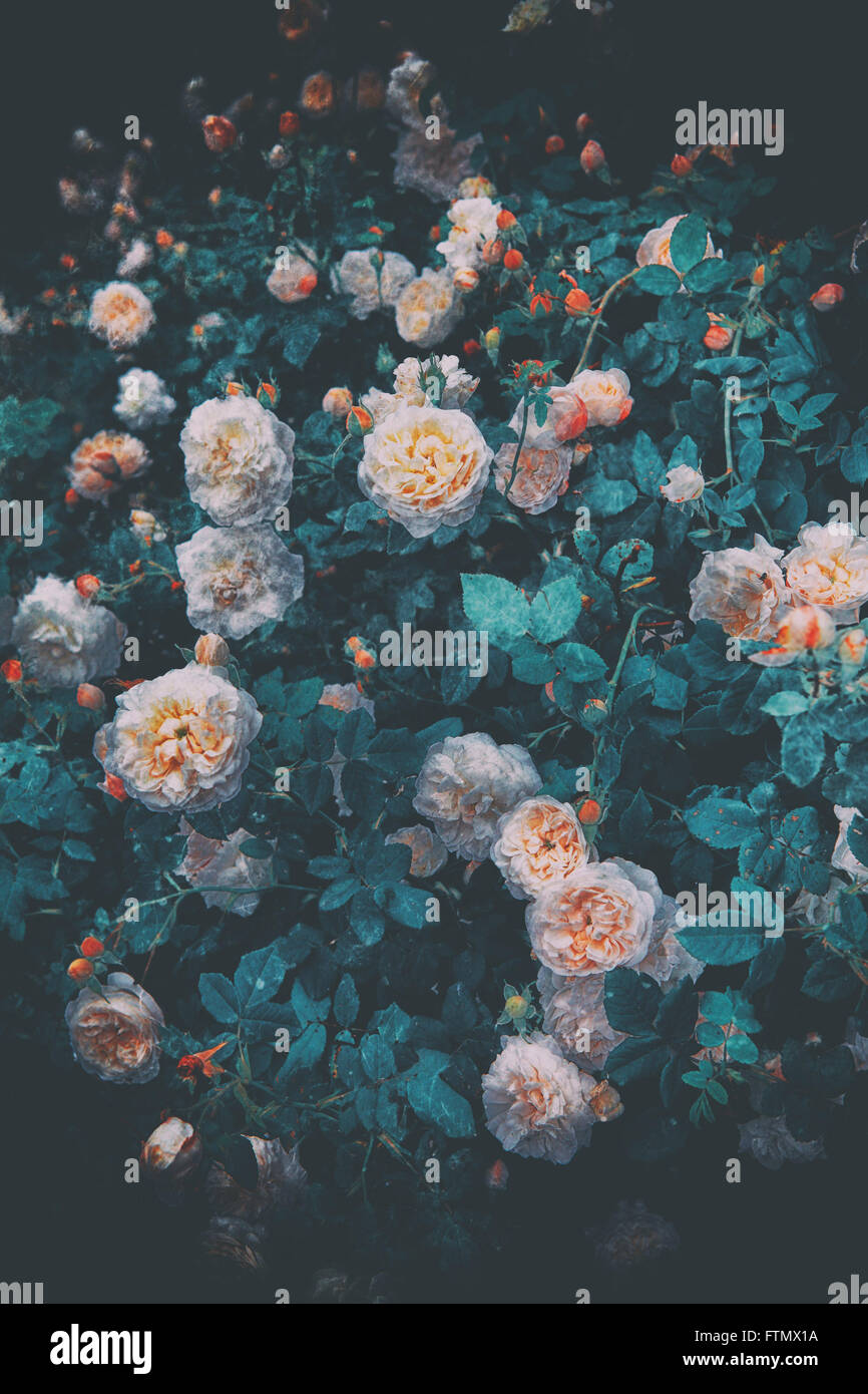 Vintage floral background in pink -Fotos und -Bildmaterial in hoher ...