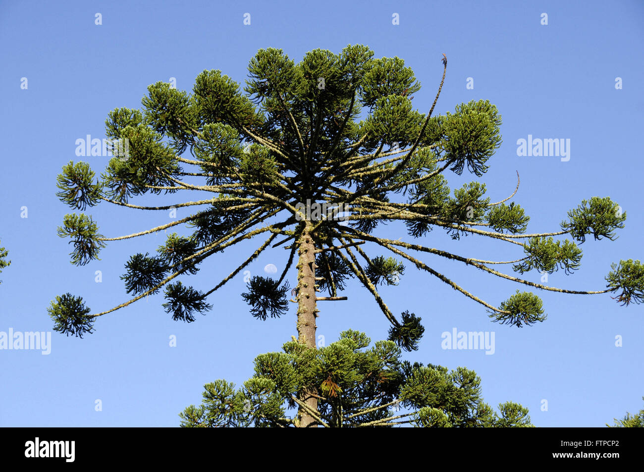 Araukarie - Araucaria Angustifolia in Bocaino-Mountains-Nationalpark ...