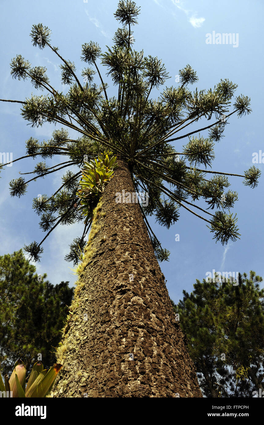Araukarie - Araucaria Angustifolia in Bocaino-Mountains-Nationalpark ...
