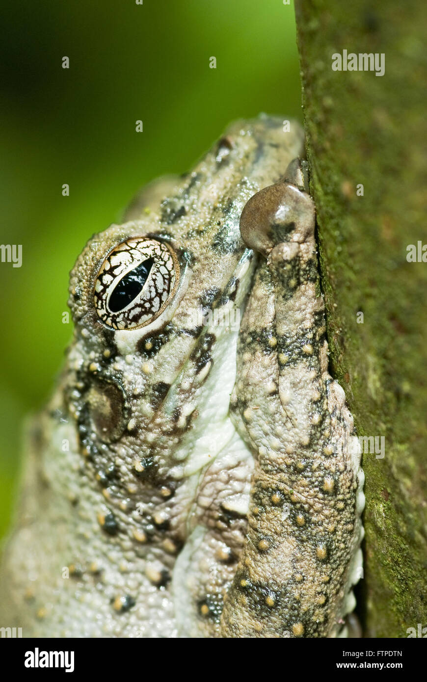 Wald frosch -Fotos und -Bildmaterial in hoher Auflösung – Alamy