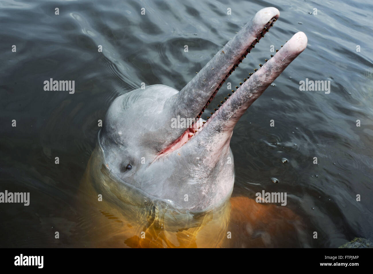 Amazonas fluss delphin inia geoffrensis -Fotos und -Bildmaterial in ...