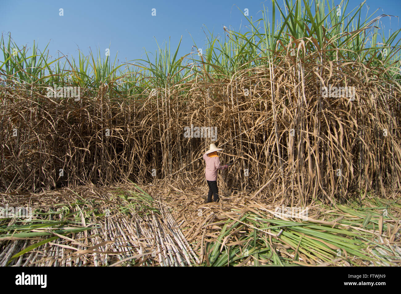 Sugarcane worker -Fotos und -Bildmaterial in hoher Auflösung – Alamy