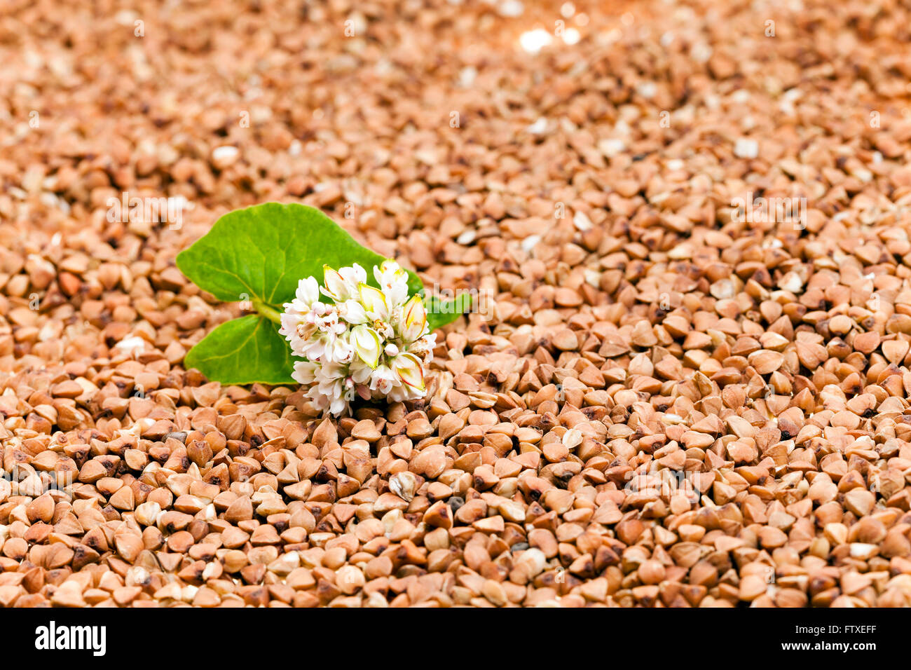 Buchweizen pflanze -Fotos und -Bildmaterial in hoher Auflösung – Alamy
