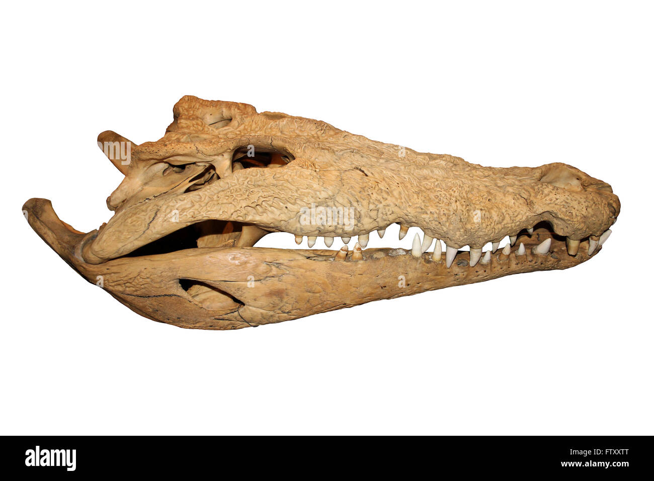 Anatomie skelett krokodil Ausgeschnittene Stockfotos und -bilder - Alamy