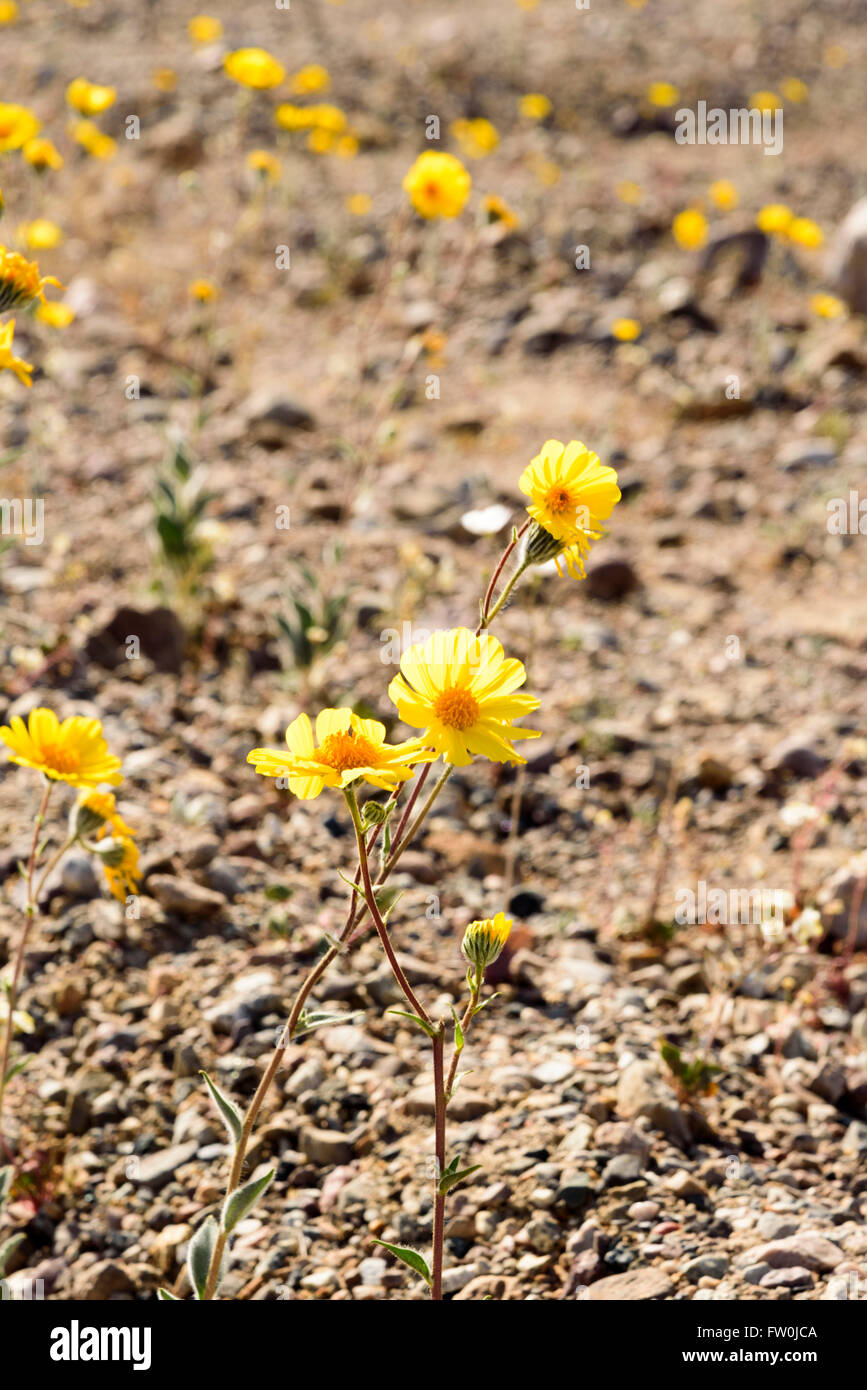 Mojave wüste wildblumen -Fotos und -Bildmaterial in hoher Auflösung – Alamy