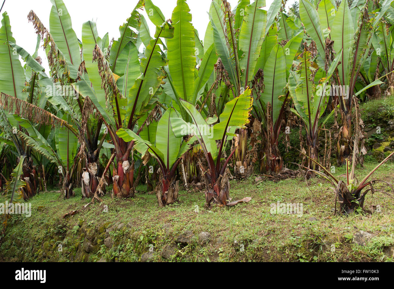 Enset ventricosum -Fotos und -Bildmaterial in hoher Auflösung – Alamy