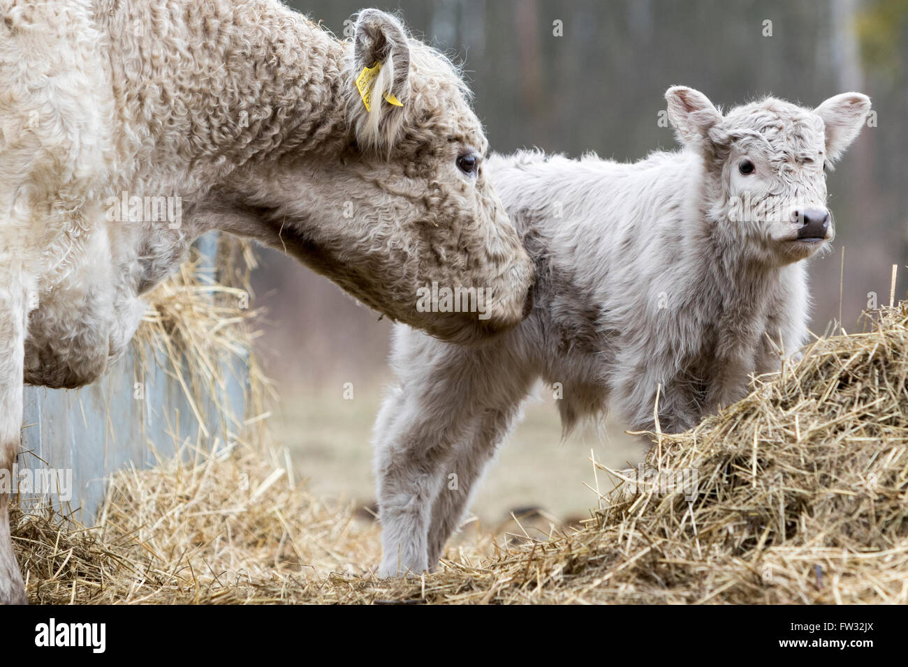 Galloway Rinder (Bos Primigenius Taurus) mit leichter Pigmentierung ...