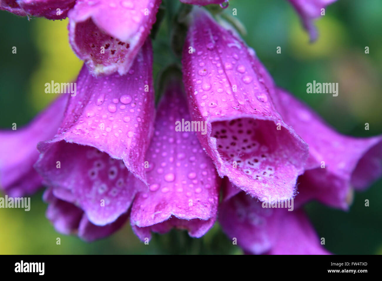 Digitalis fingerhut mit wassertropfen -Fotos und -Bildmaterial in hoher ...