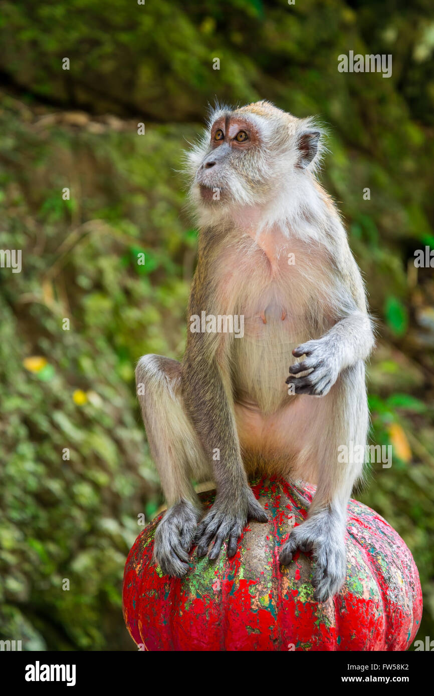 Affe sieht affe tut -Fotos und -Bildmaterial in hoher Auflösung – Alamy