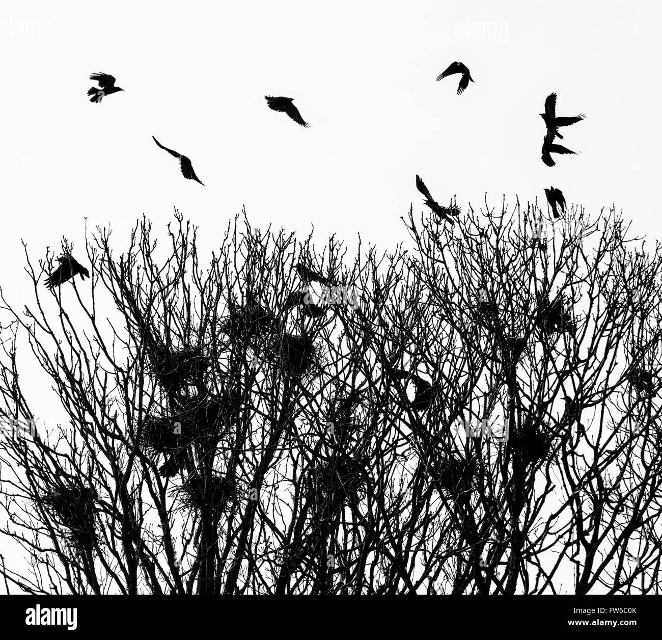 Nester pflegen -Fotos und -Bildmaterial in hoher Auflösung – Alamy