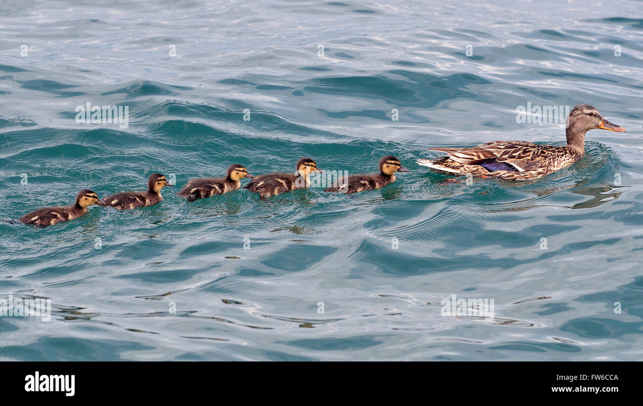 Weibliche Ente Stockente (Anas Platyrhynchos) im Gänsemarsch mit seiner ...