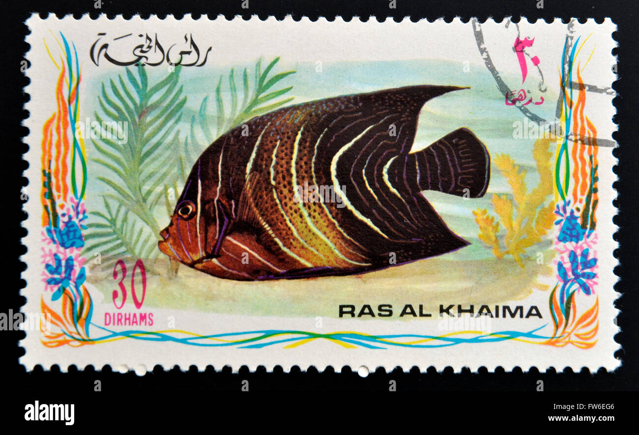 Asfur kaiserfisch -Fotos und -Bildmaterial in hoher Auflösung – Alamy