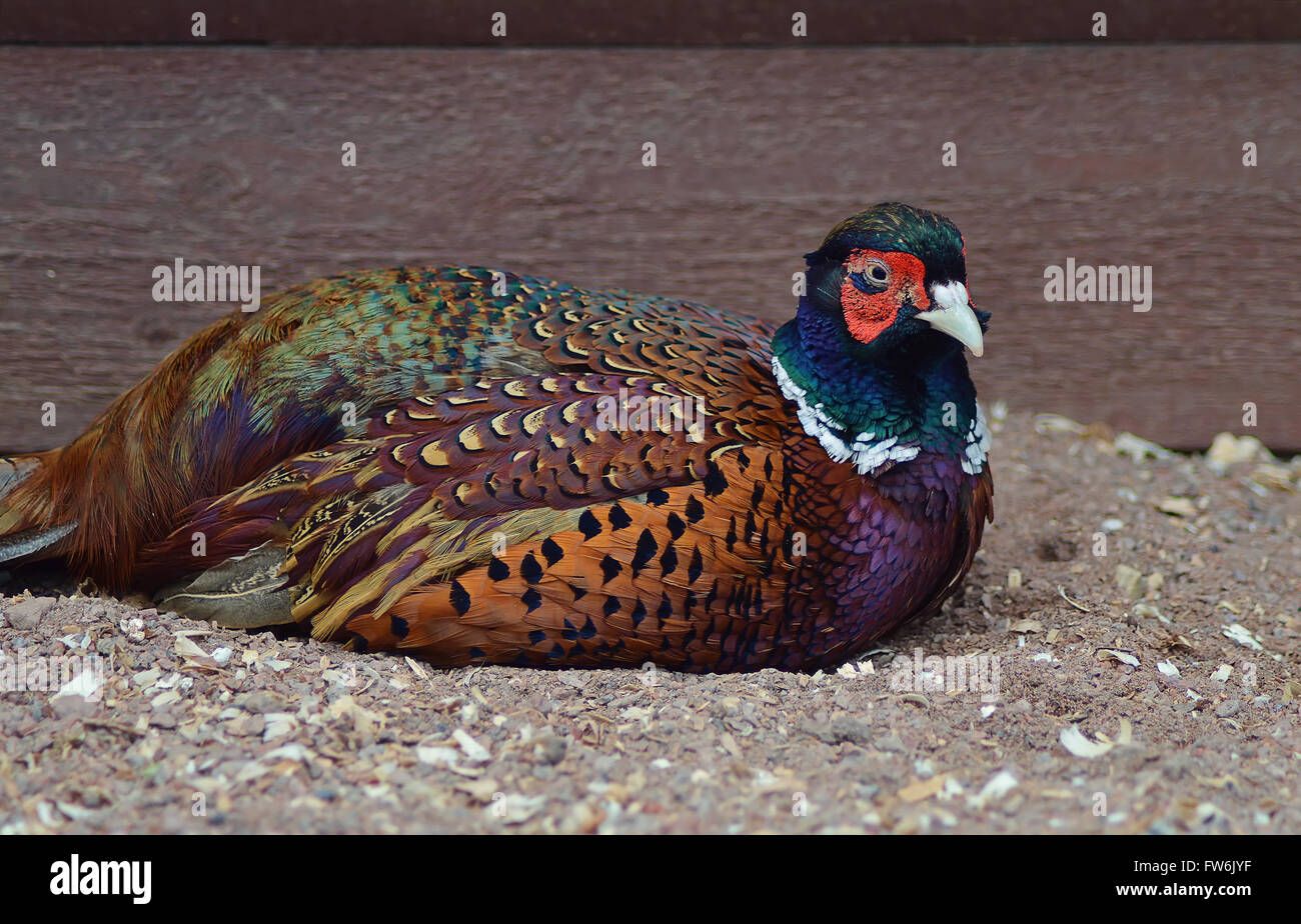 In der voliere -Fotos und -Bildmaterial in hoher Auflösung – Alamy