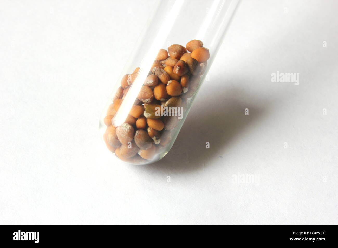 Rettich samen -Fotos und -Bildmaterial in hoher Auflösung – Alamy