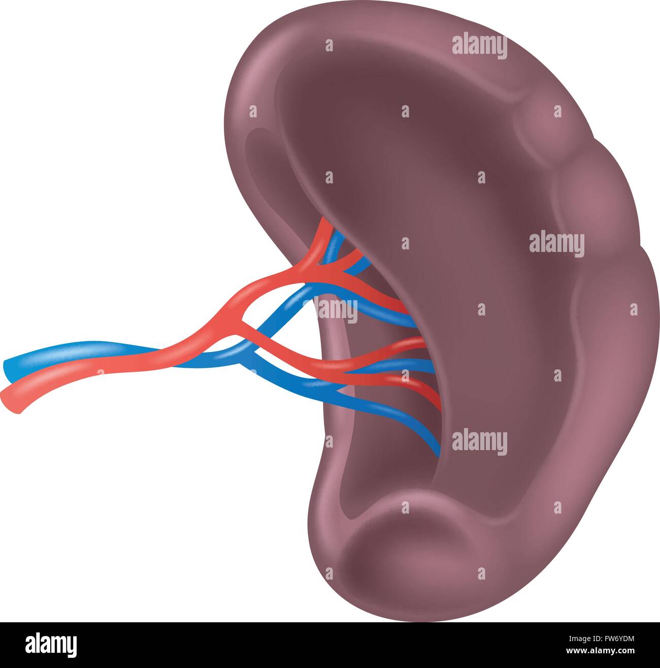 Milz anatomie Stock-Vektorgrafiken kaufen - Alamy