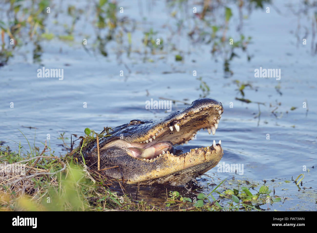 Alligator eating fish -Fotos und -Bildmaterial in hoher Auflösung – Alamy