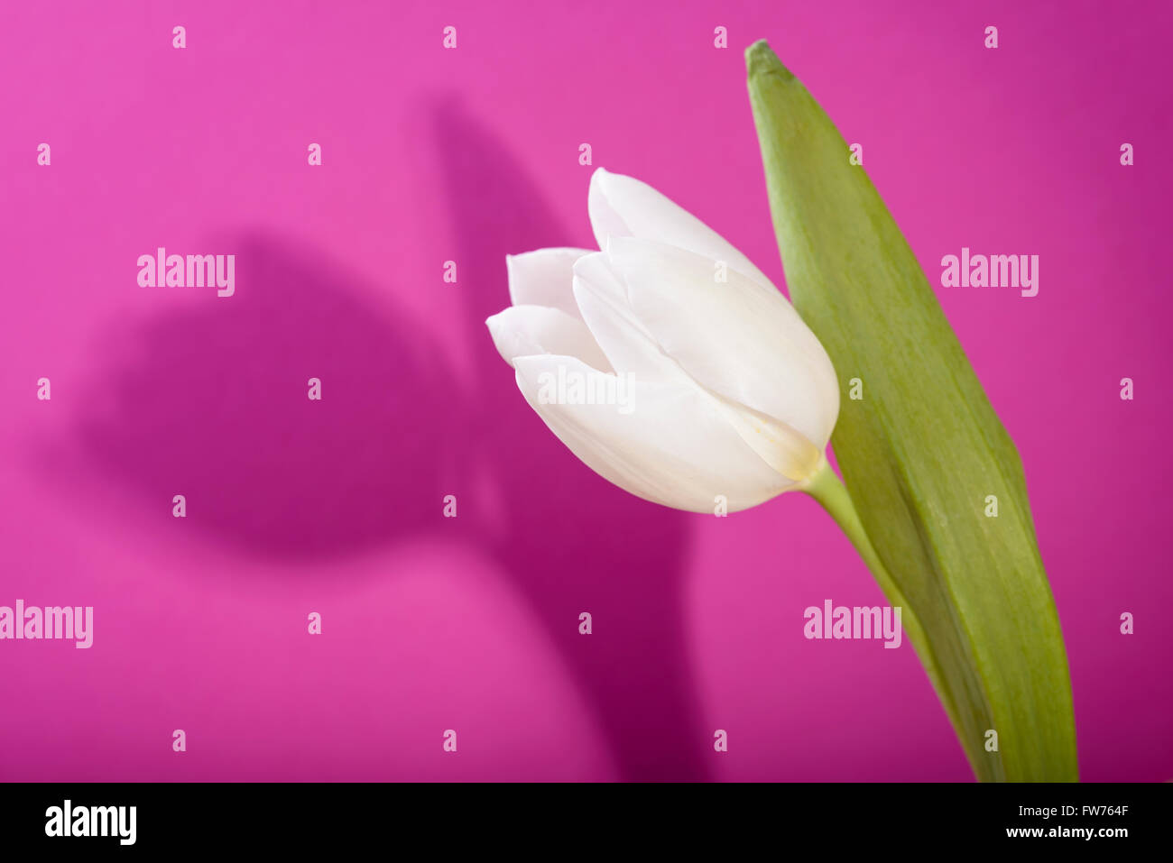 Schatten auf blütenblatt -Fotos und -Bildmaterial in hoher Auflösung – Alamy