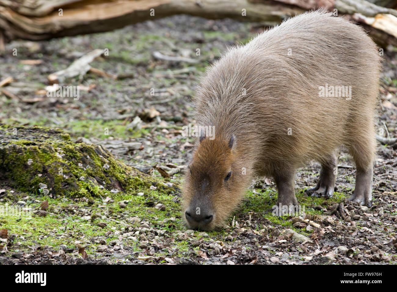 Hydrochoerus arten -Fotos und -Bildmaterial in hoher Auflösung – Alamy