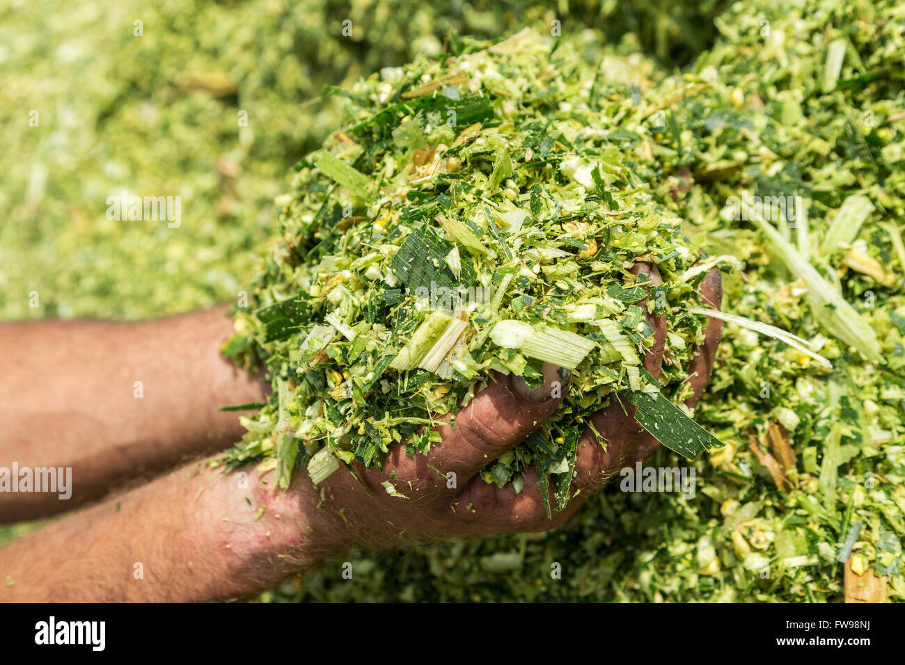 Farmer es Hände halten frisch geernteten Mais Silomais Stockfotografie ...