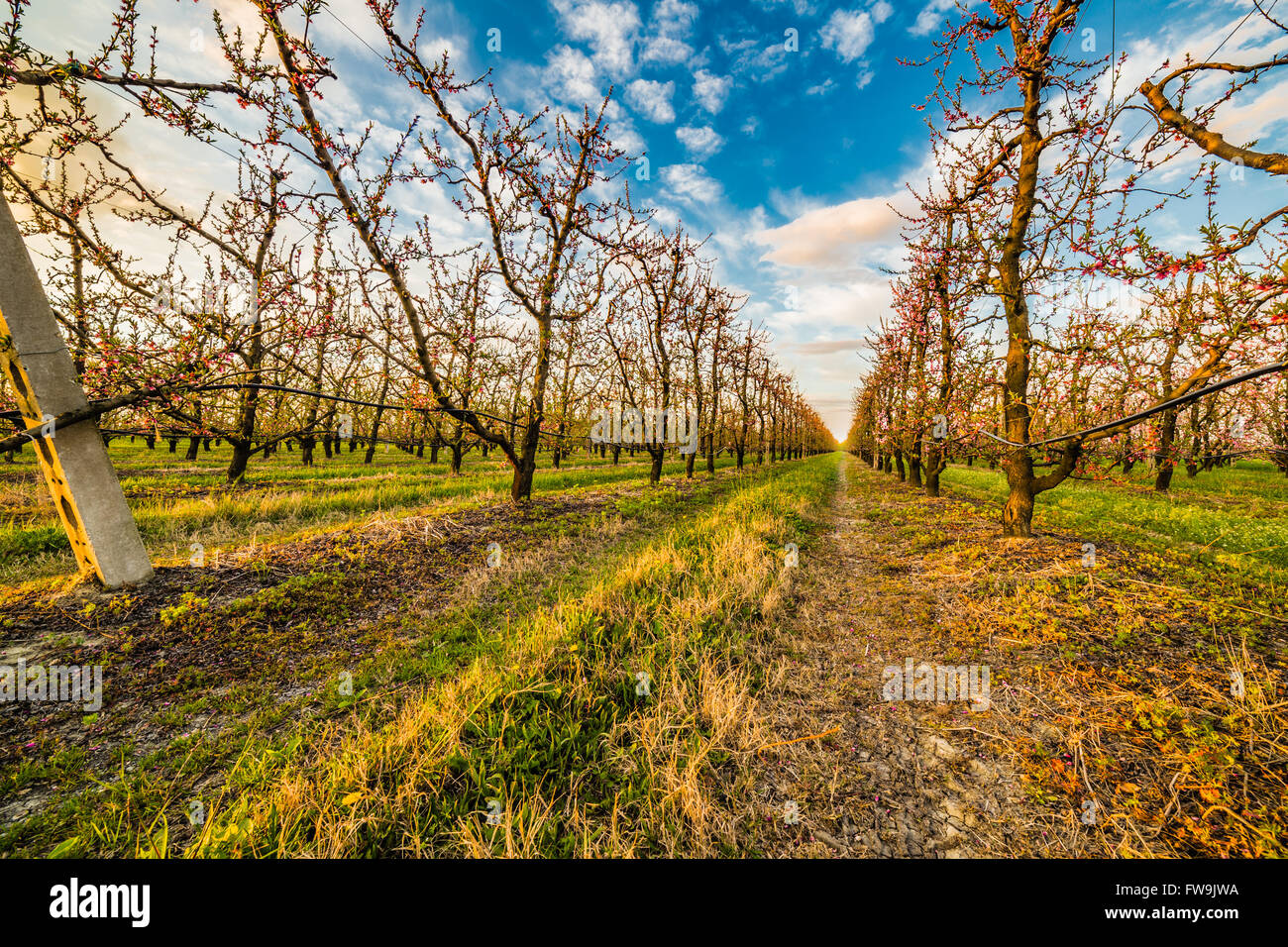 Pfirsich-Obstgarten in voller Blüte in der Po-Ebene in der Emilia ...