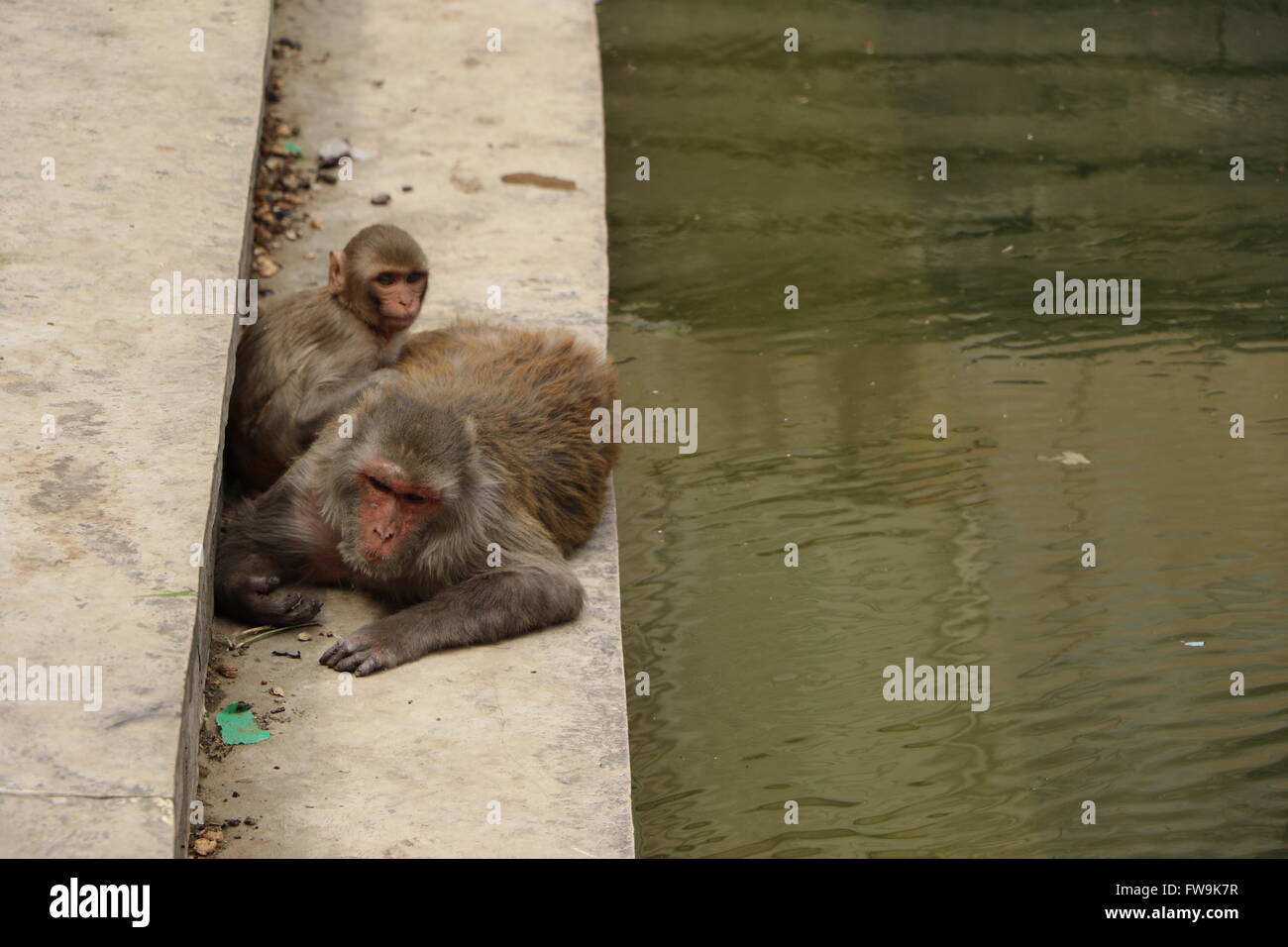Lustiges lachen -Fotos und -Bildmaterial in hoher Auflösung – Alamy