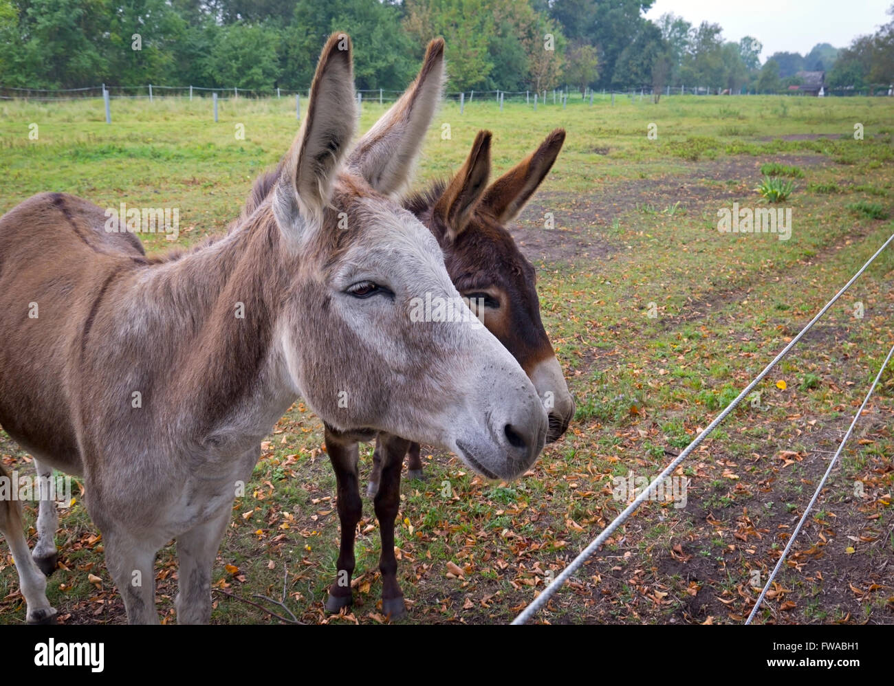 Esel starrt -Fotos und -Bildmaterial in hoher Auflösung – Alamy