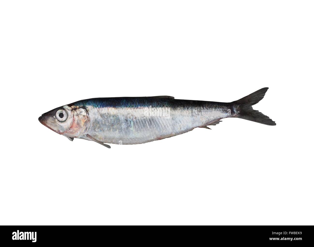 Frischer fisch zum essen -Fotos und -Bildmaterial in hoher Auflösung ...