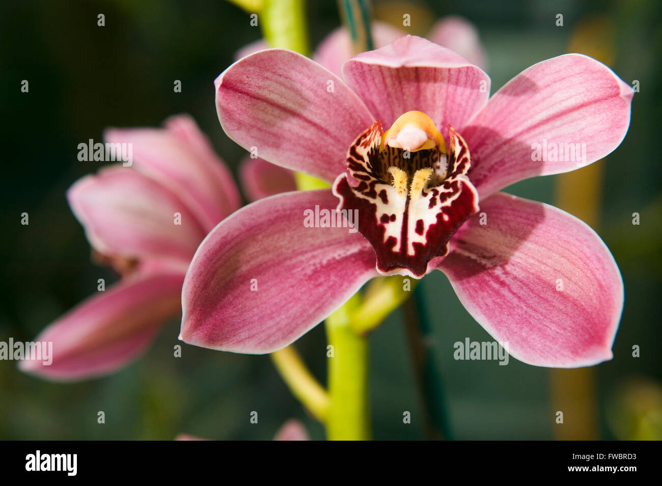 Butterly orchidee -Fotos und -Bildmaterial in hoher Auflösung – Alamy